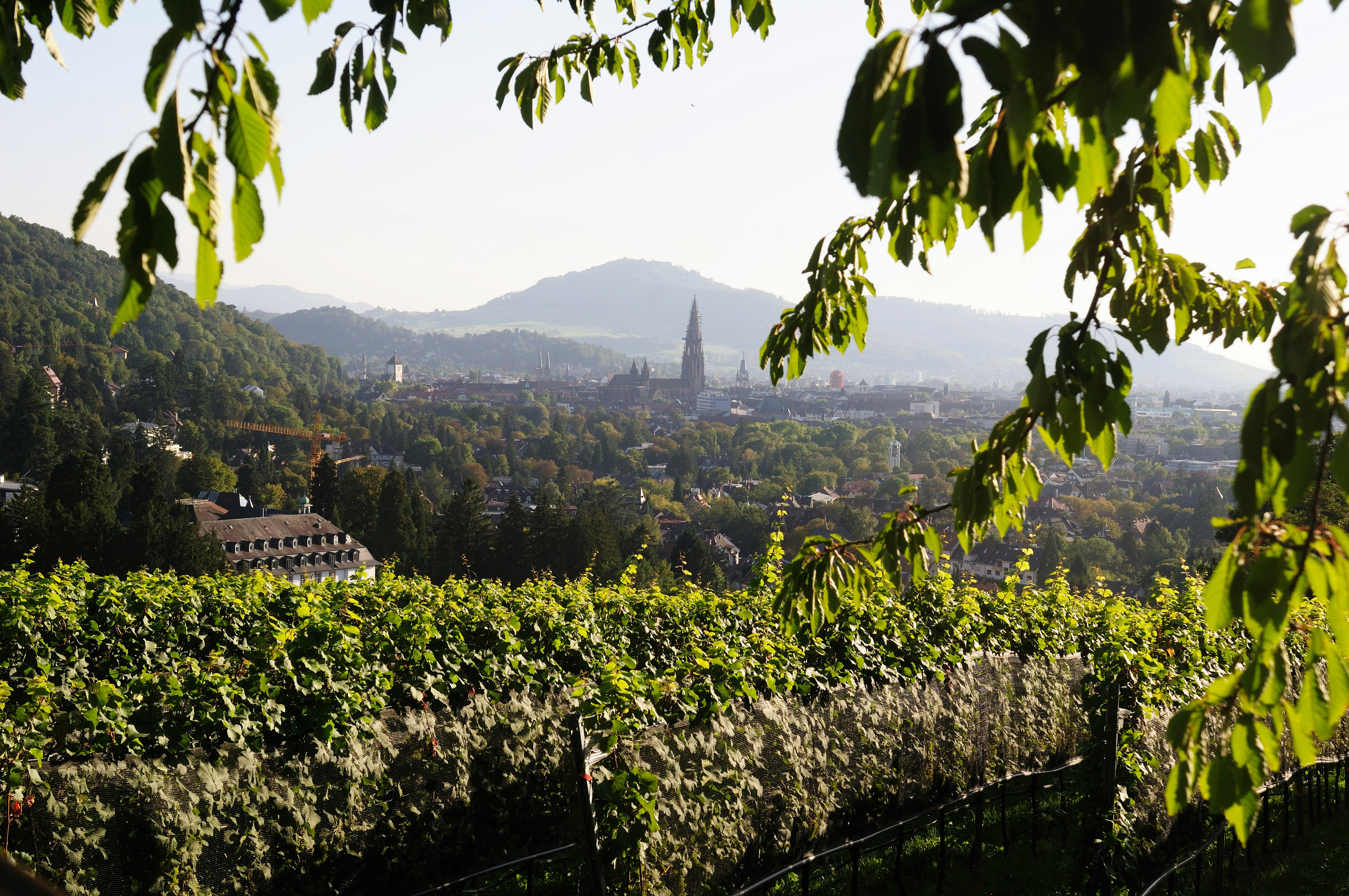 Die besten Weinwanderungen in Deutschland | SCHÖFFEL